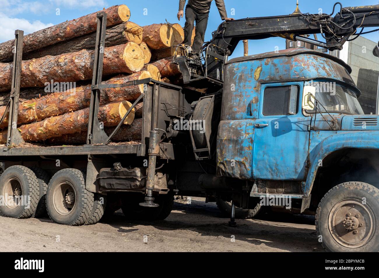 Loading heavy industrial truck trailer with big timber pine, spruce ...