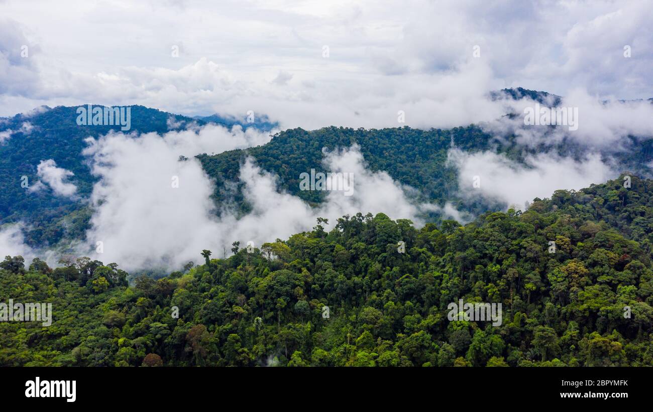 Amazon rainforest canopy aerial hi-res stock photography and images - Alamy