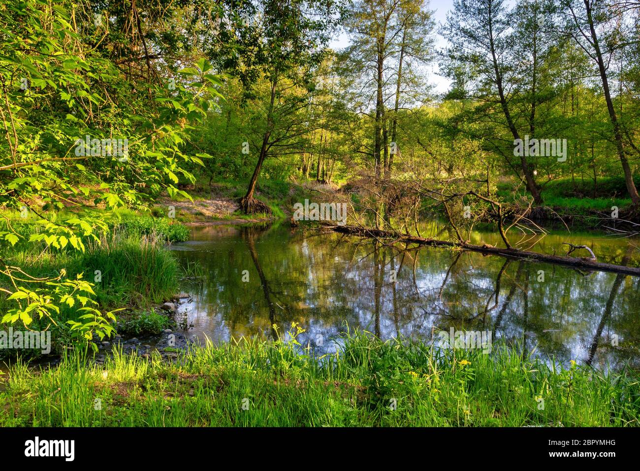 Grabia River flowing in central Poland Stock Photo - Alamy