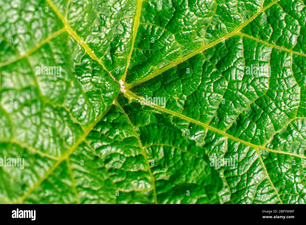 green leaf texture closeup. Malva plant leaf Stock Photo - Alamy