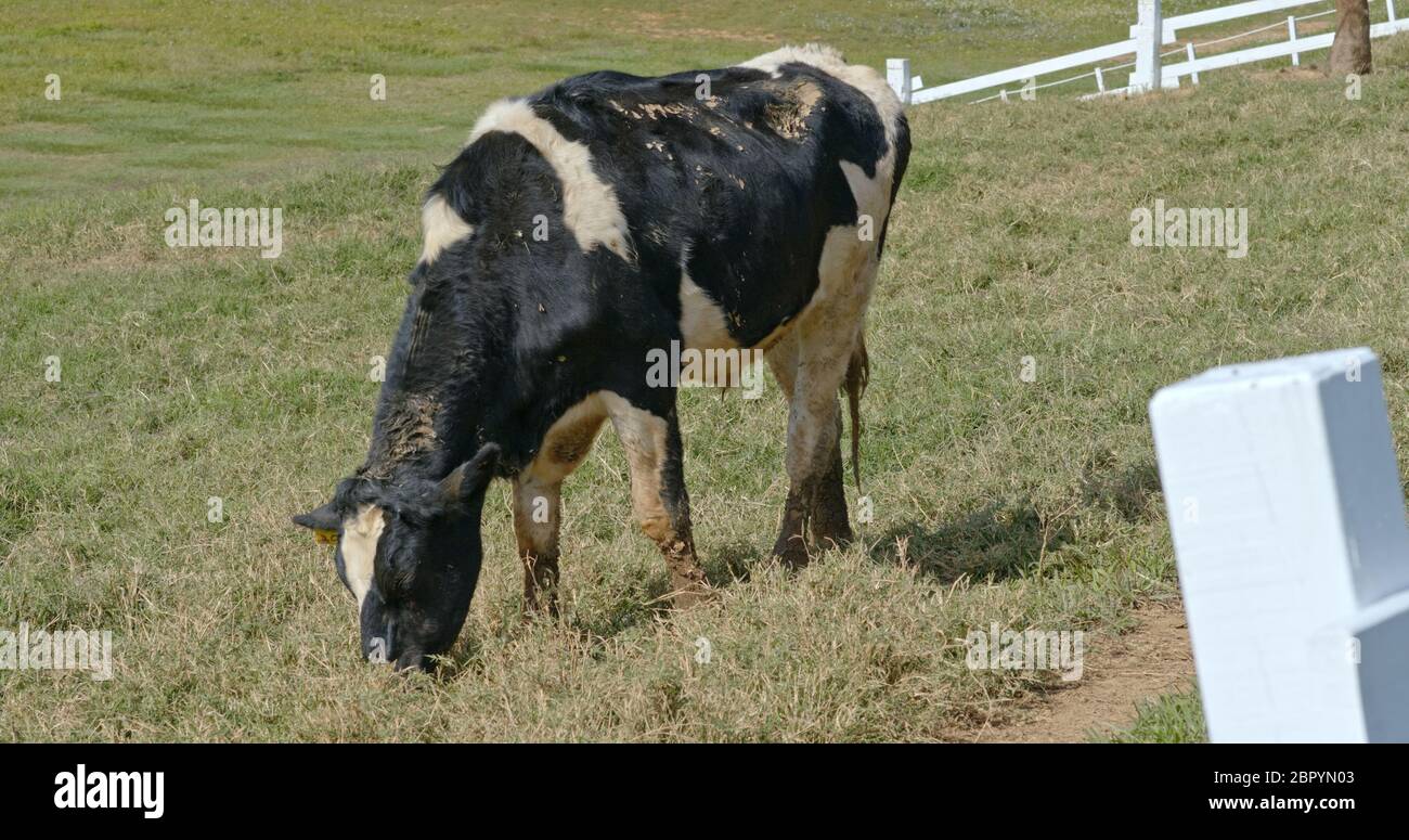 Cows taiwan hi-res stock photography and images - Alamy