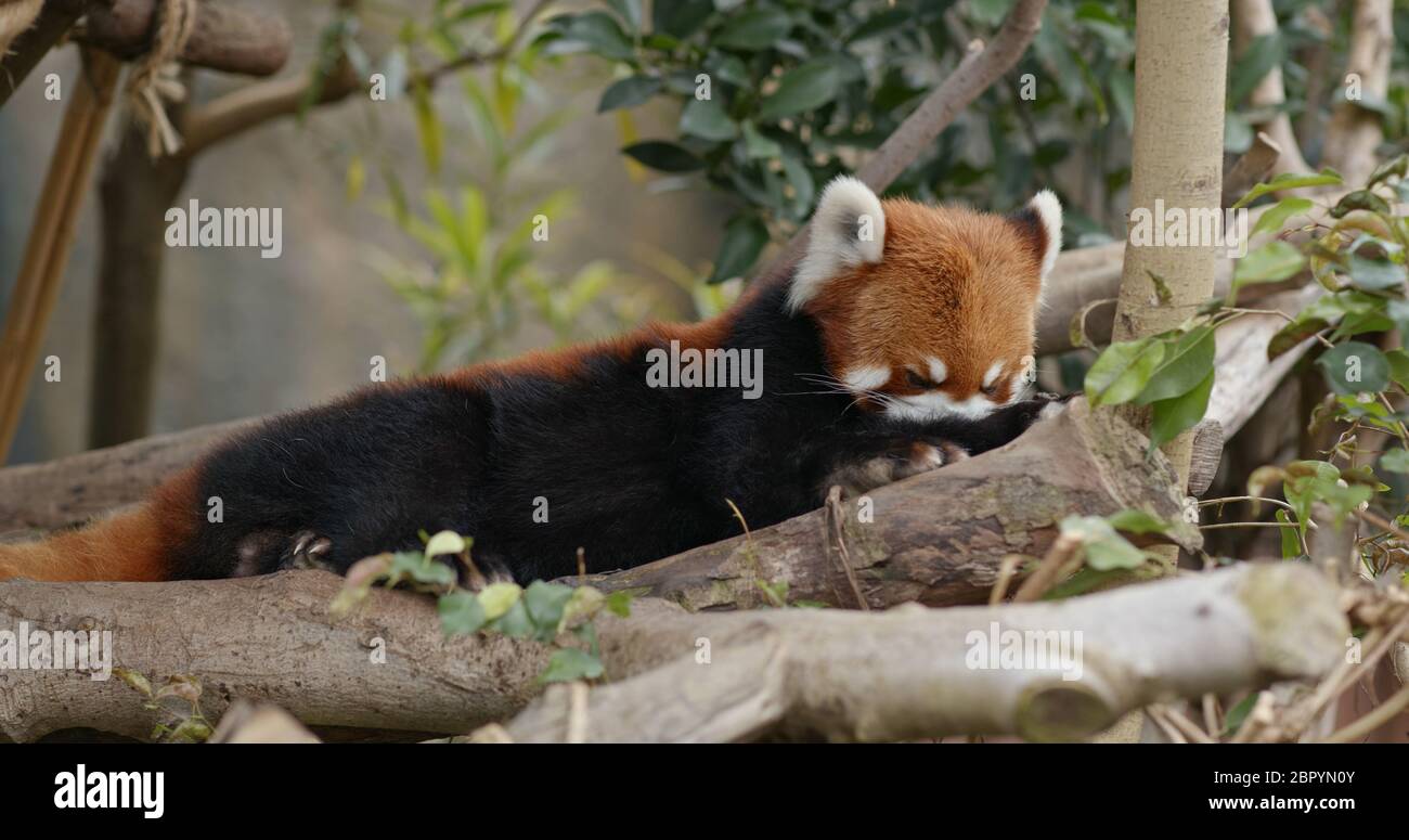 Red panda at zoo park Stock Photo - Alamy