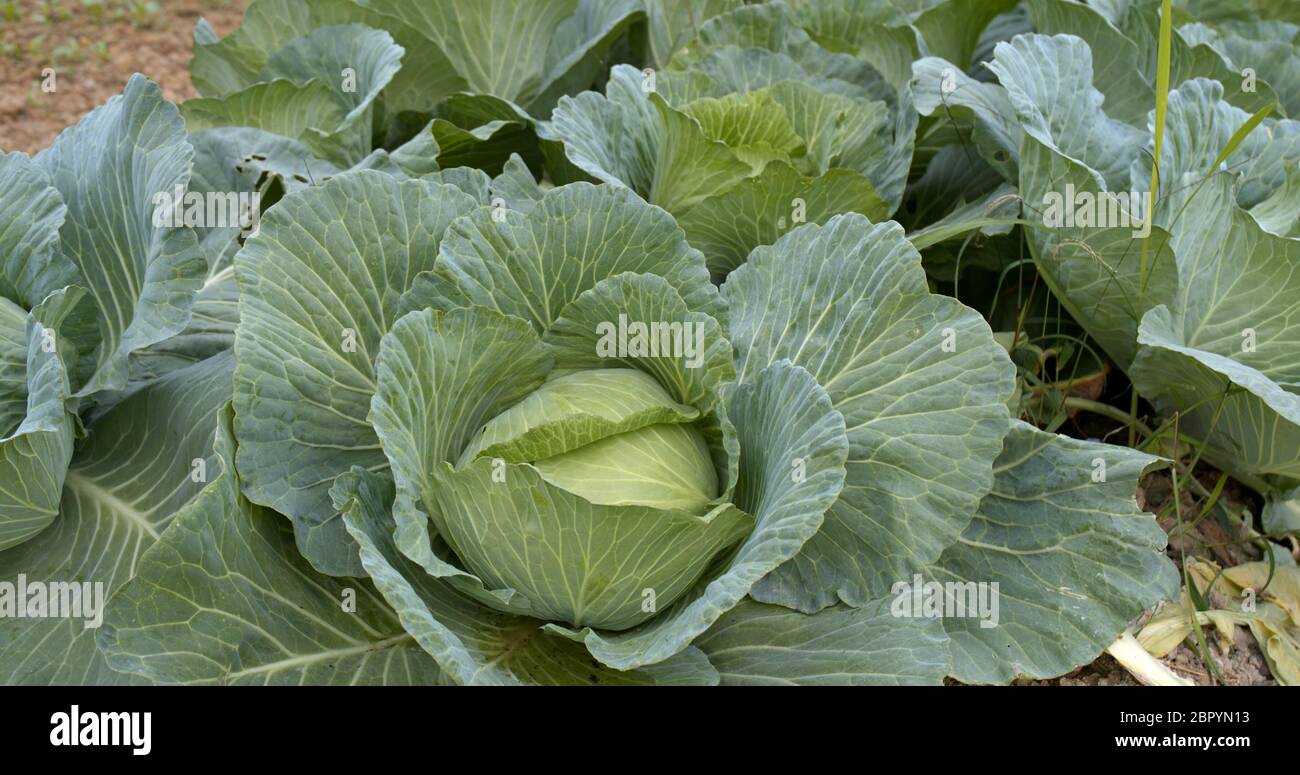 Fresh Cabbage in farm Stock Photo - Alamy