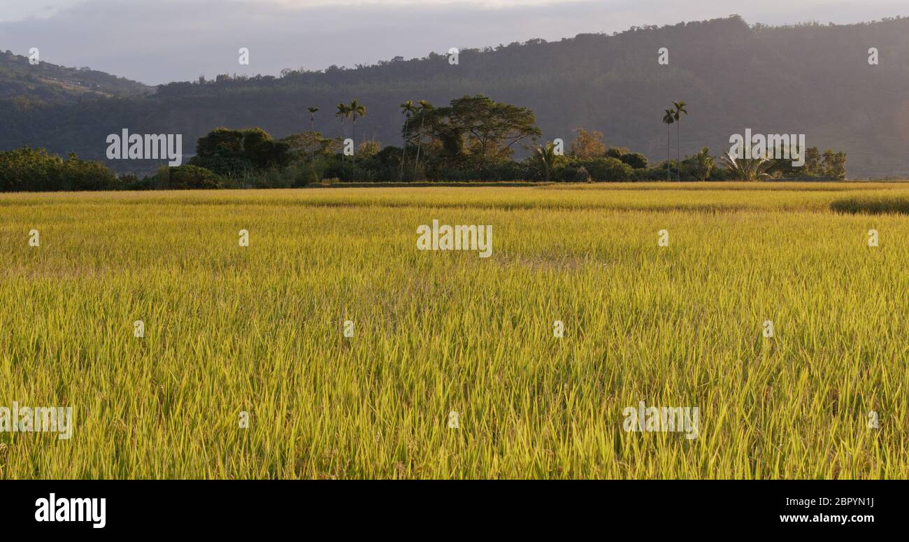 Rice field under sunset hi-res stock photography and images - Alamy