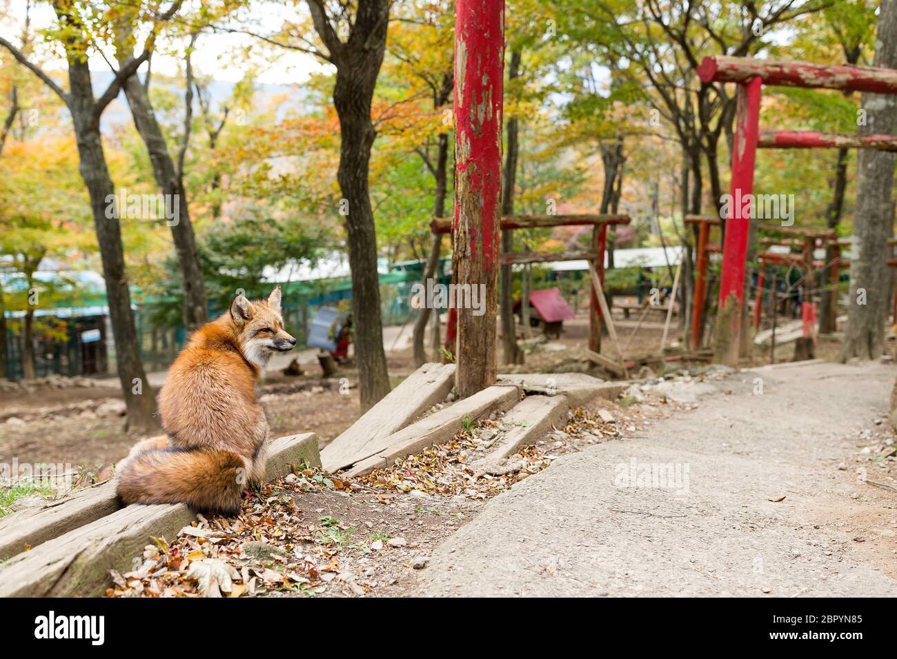 Fox and japanese temple Stock Photo - Alamy