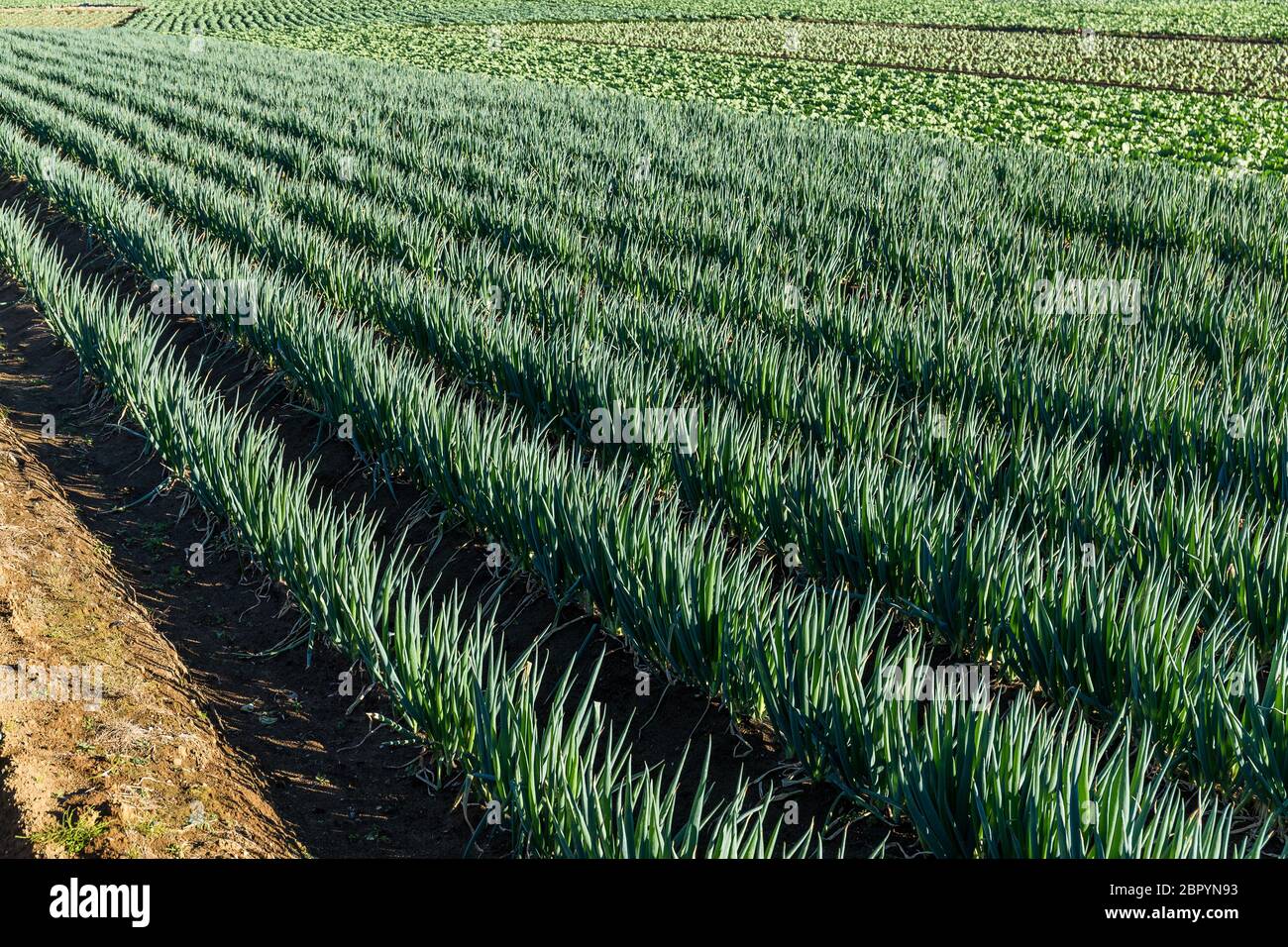 Green onion field Stock Photo - Alamy