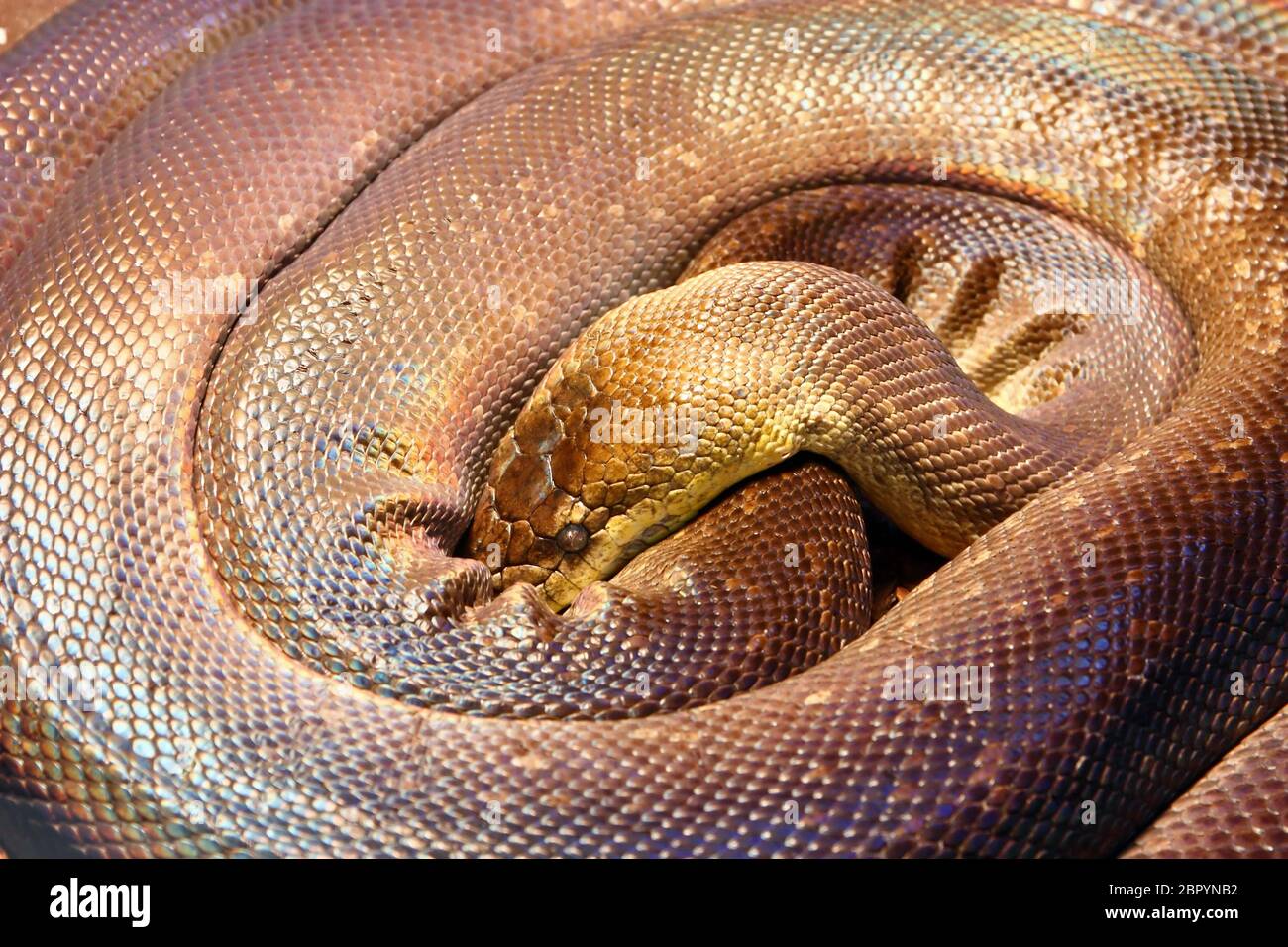Macklots python liasis mackloti hi-res stock photography and images - Alamy