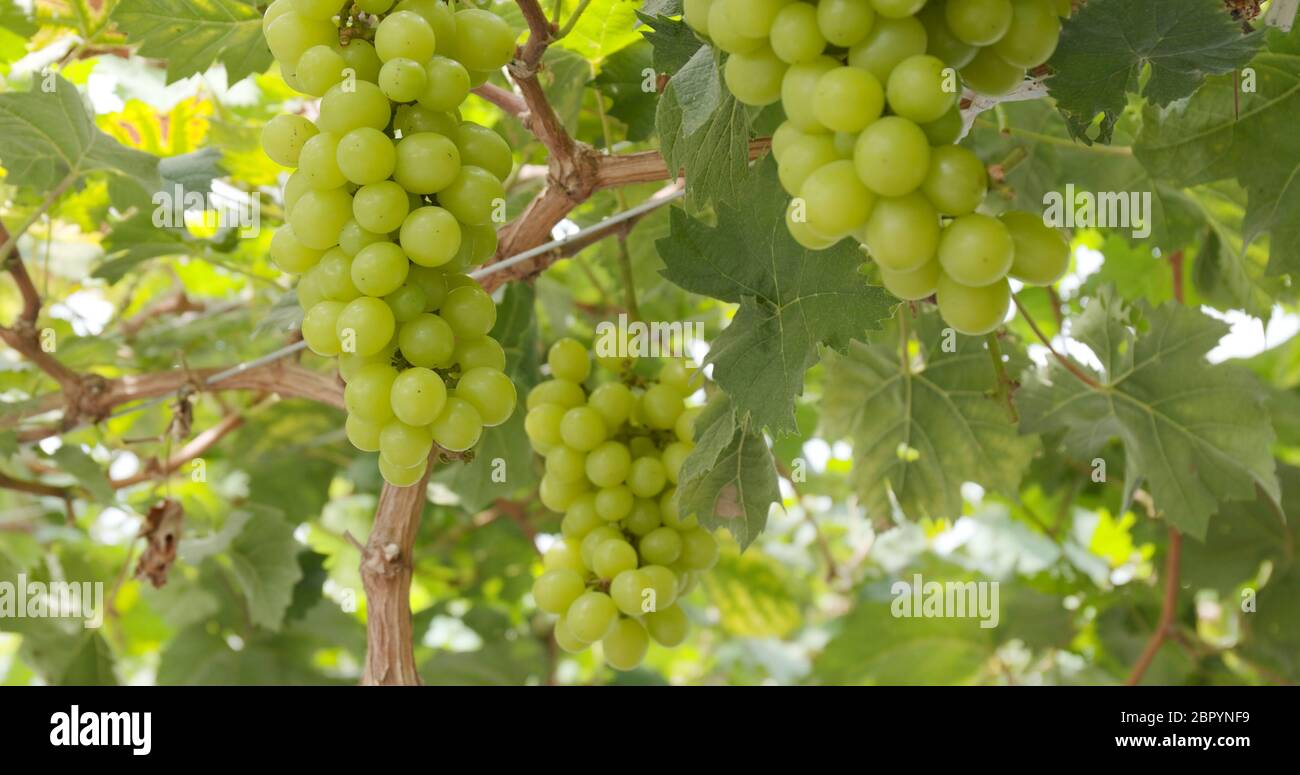 Pass grape hi-res stock photography and images - Alamy