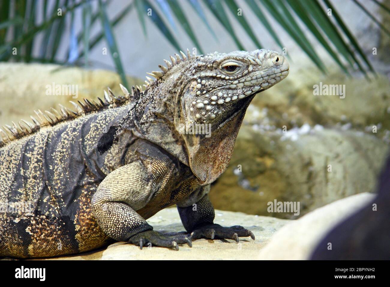 Cuban Iguana