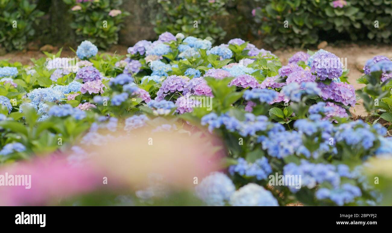 Hydrangea field hi-res stock photography and images - Alamy