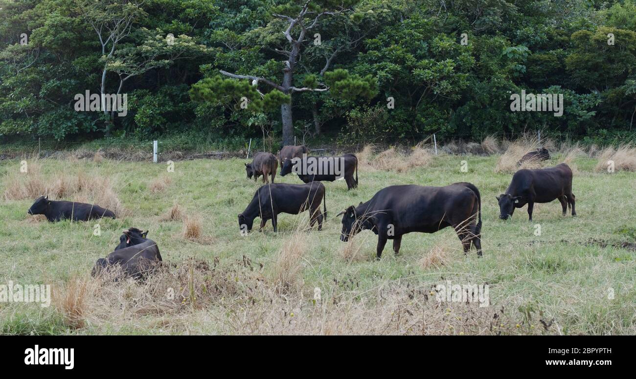 Japan farming cows hi-res stock photography and images - Alamy