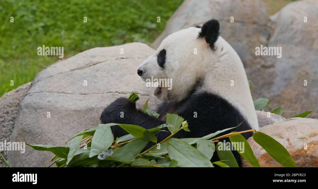 Panda eat bamboo Stock Photo - Alamy