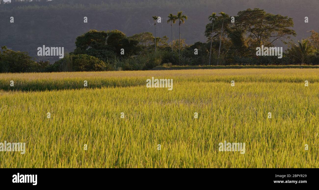 Beautiful fresh rice field Stock Photo - Alamy