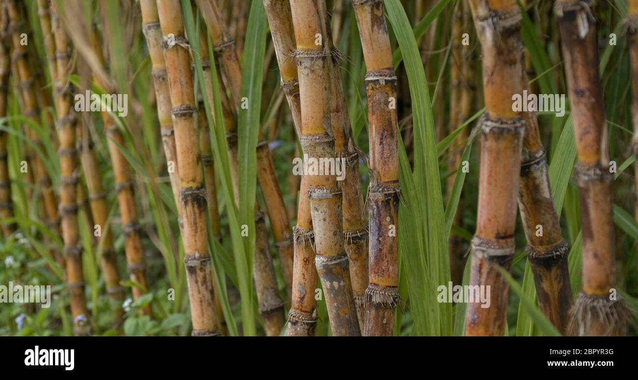 Sugar cane field farm Stock Photo - Alamy