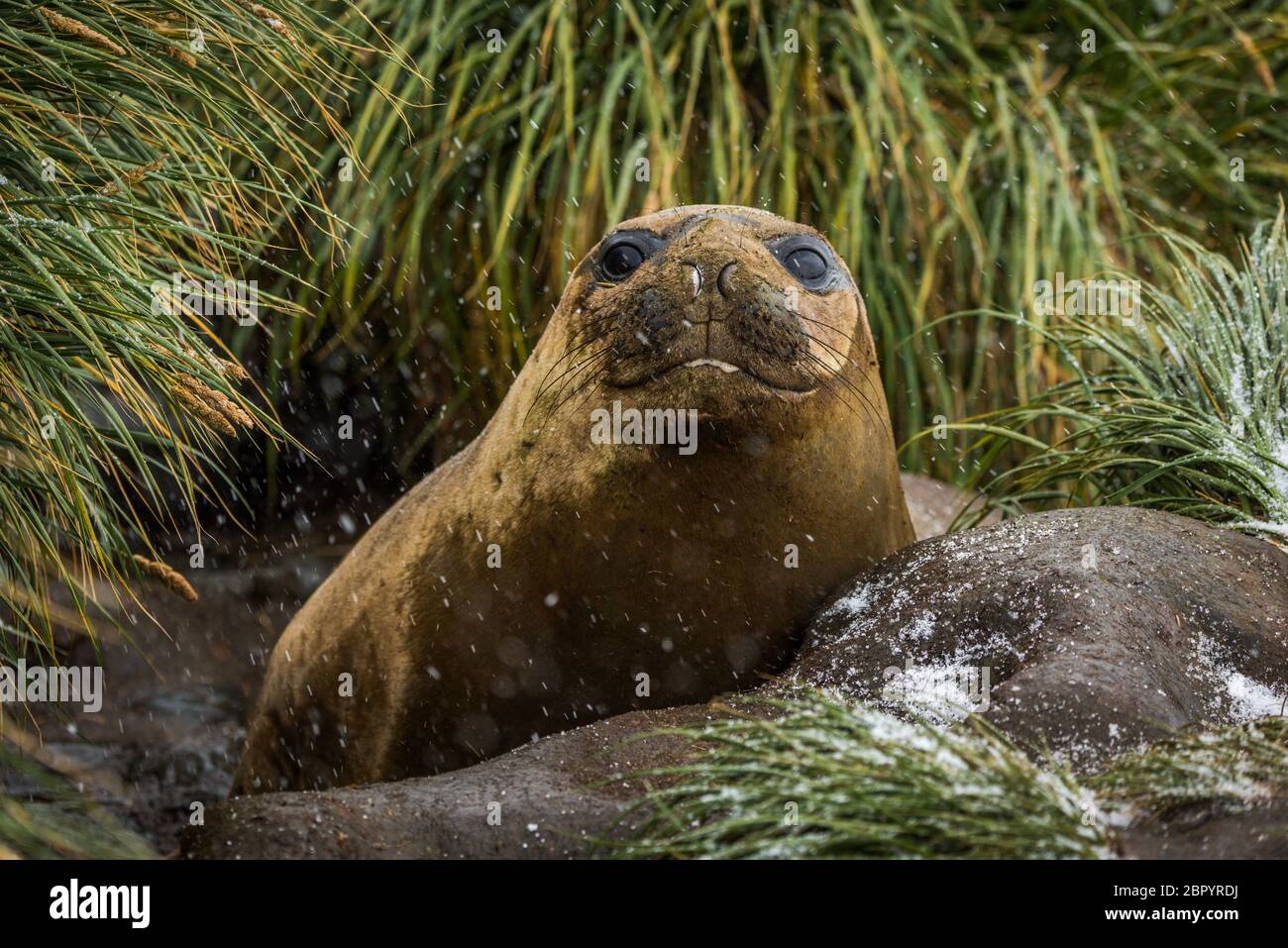 Elephant seal behind rock looking at camera Stock Photo - Alamy