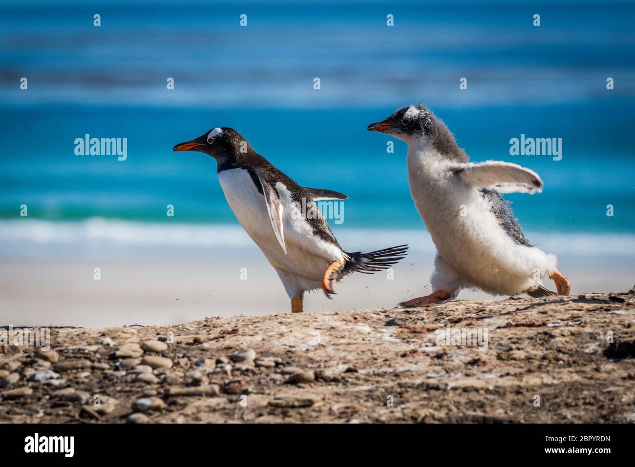 Gentoo penguin chick chasing another on beach Stock Photo - Alamy