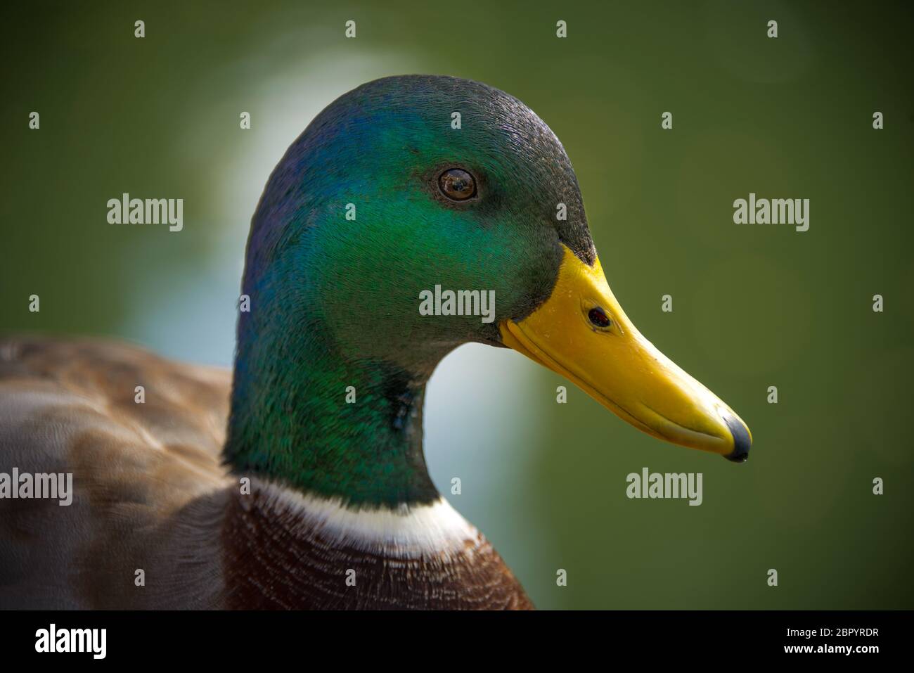 Close-up of male mallard head and body Stock Photo - Alamy