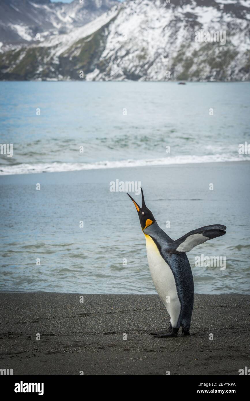 Flapping and squawking hi-res stock photography and images - Alamy
