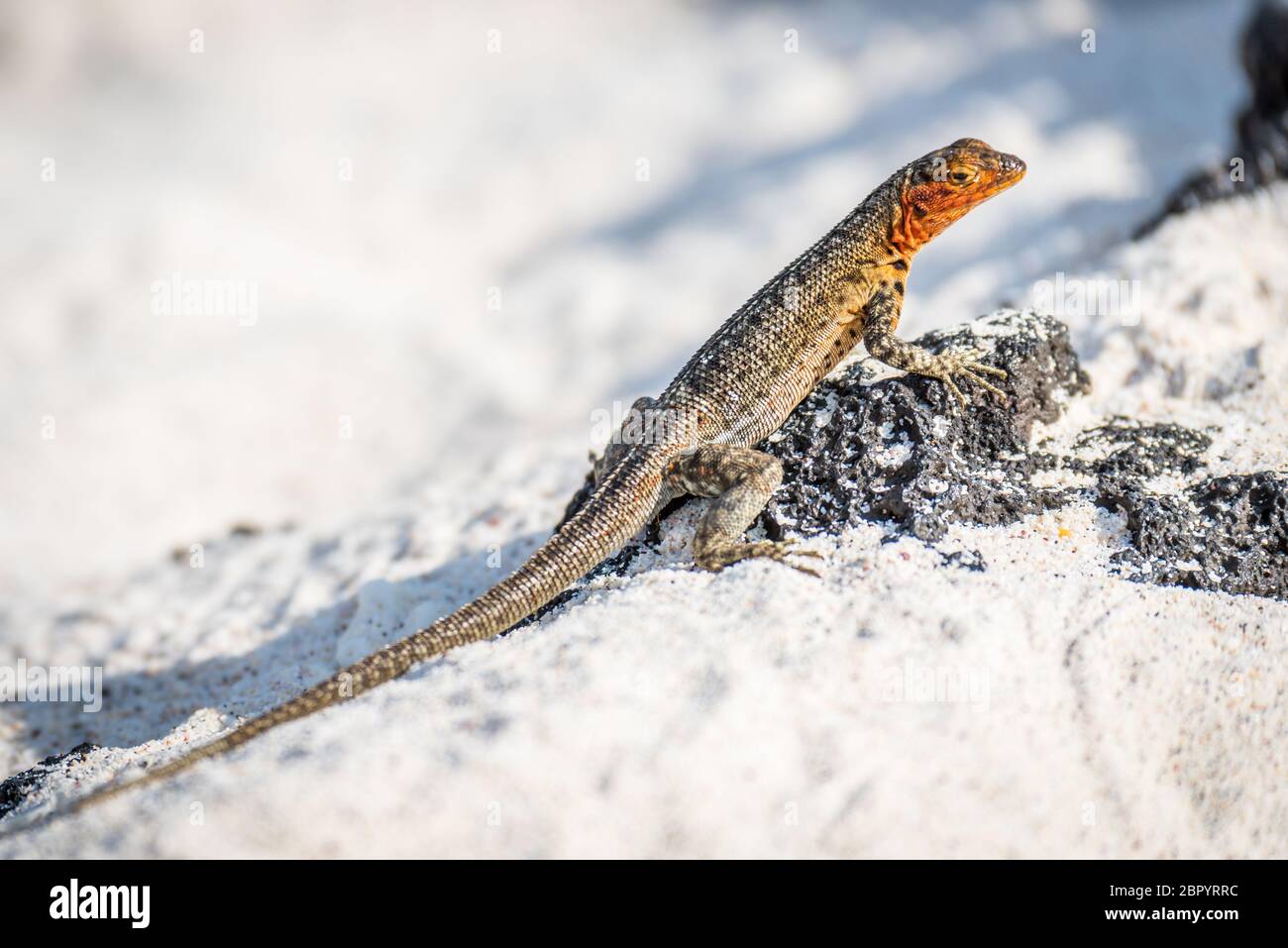 Lava lizard on beach hi-res stock photography and images - Alamy