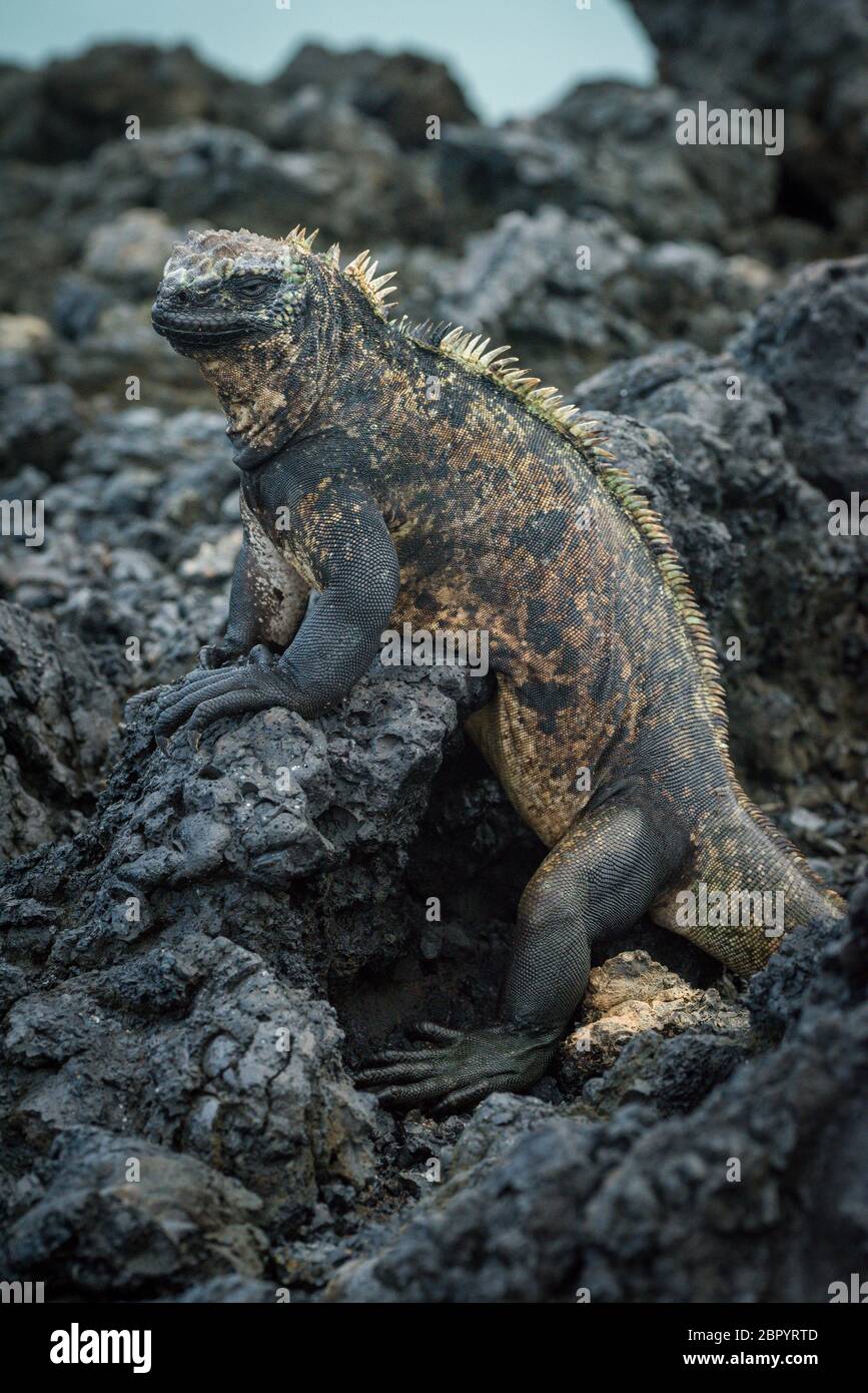 Marine iguana in profile on volcanic rocks Stock Photo - Alamy