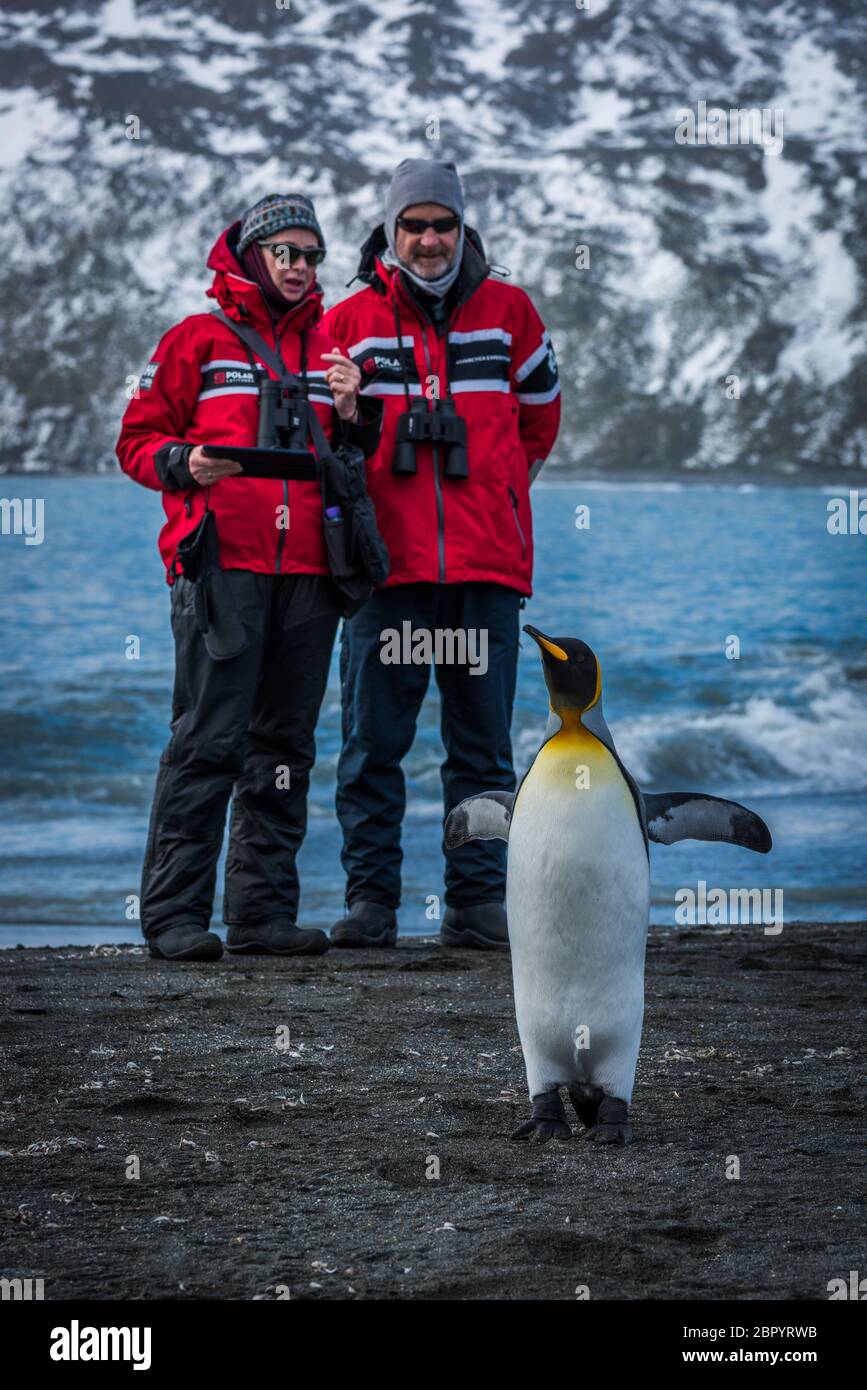 Man and woman watching king penguin stretch Stock Photo - Alamy