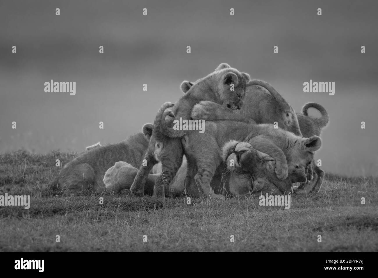 Mono lioness covered in cubs on savannah Stock Photo - Alamy