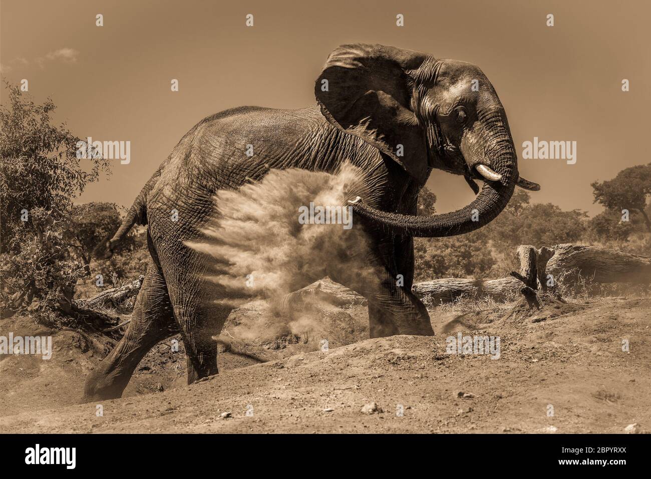 Sepia elephant getting dust bath on hillside Stock Photo - Alamy