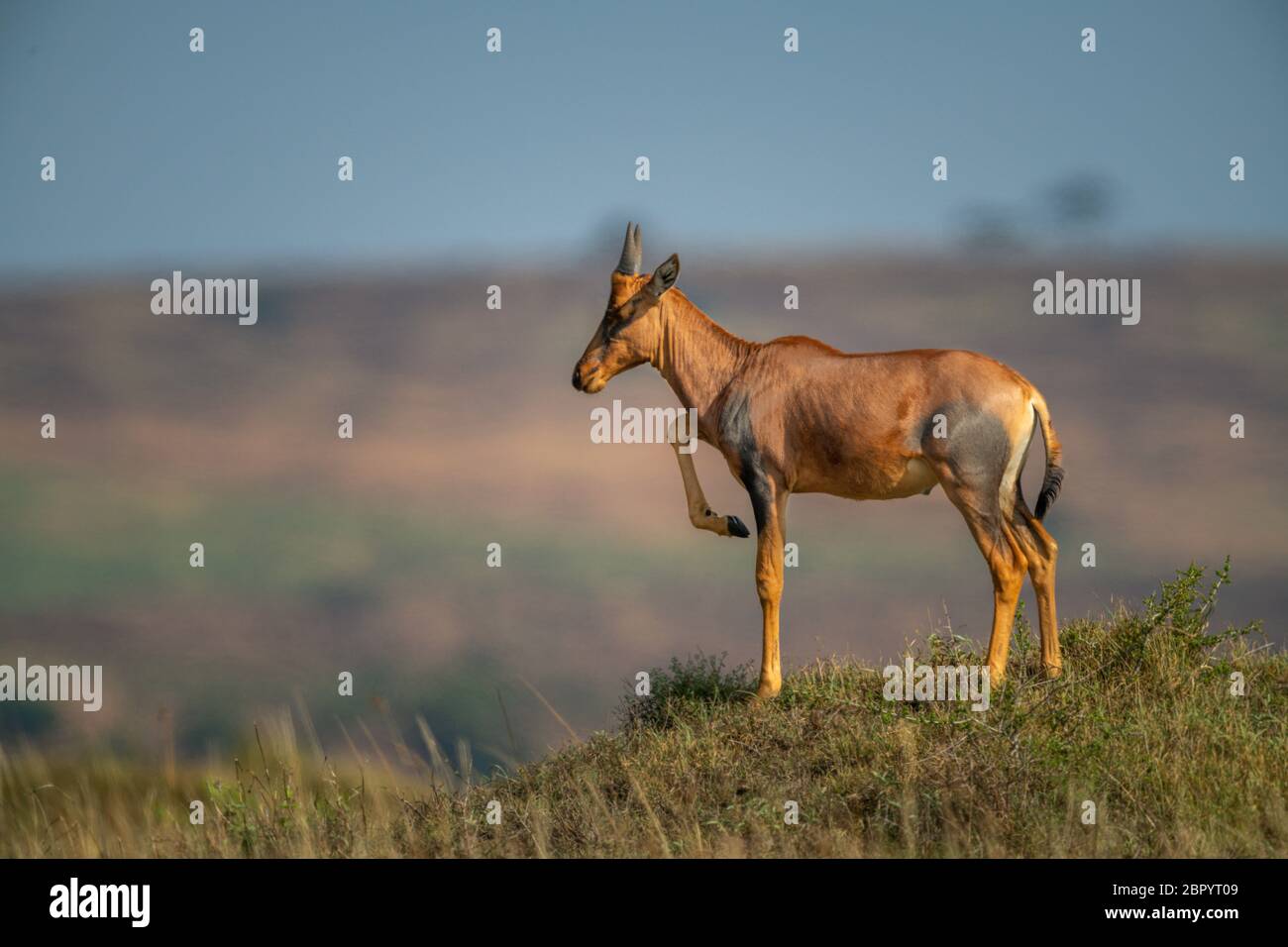 Lifting leg animal hi-res stock photography and images - Alamy