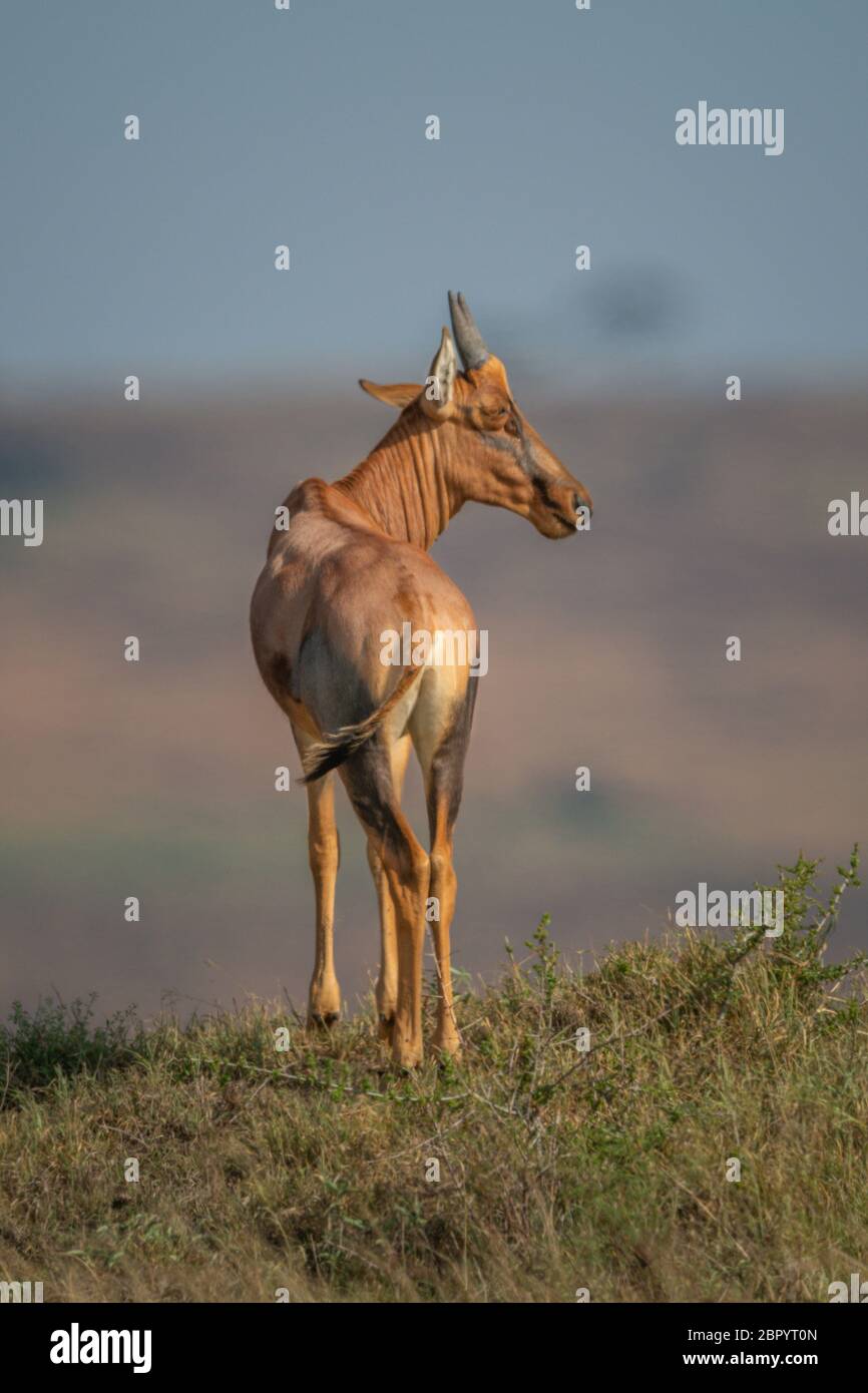 Topi standing on mound hi-res stock photography and images - Alamy