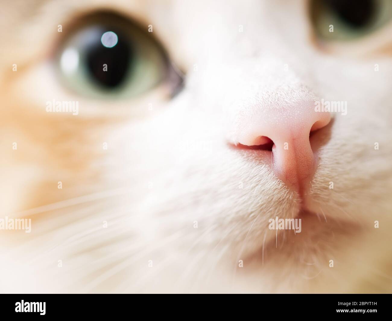 Close up of pink cat nose hi-res stock photography and images - Alamy