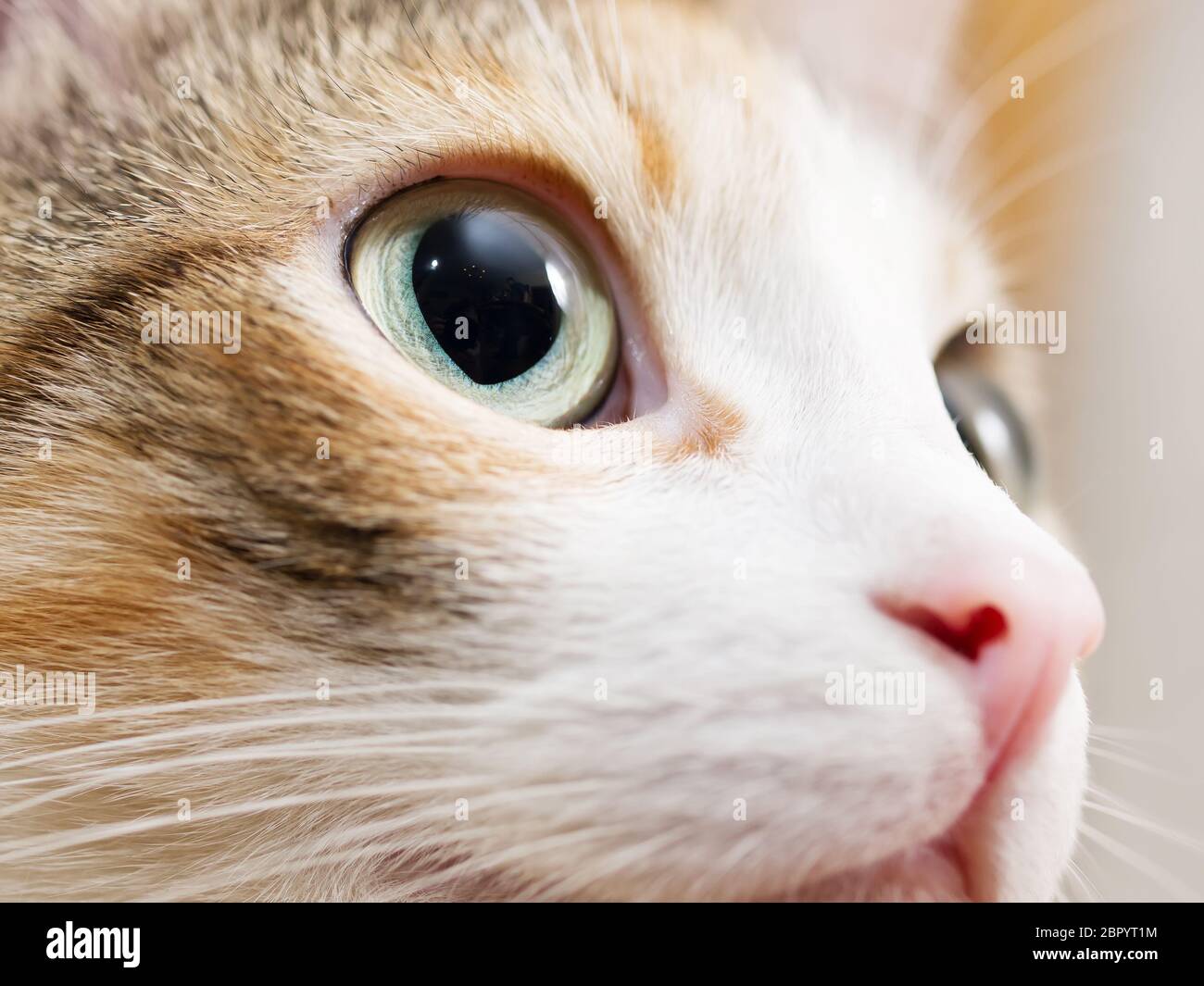 Close-up photo of cat eye. Cute domestic cat Stock Photo - Alamy