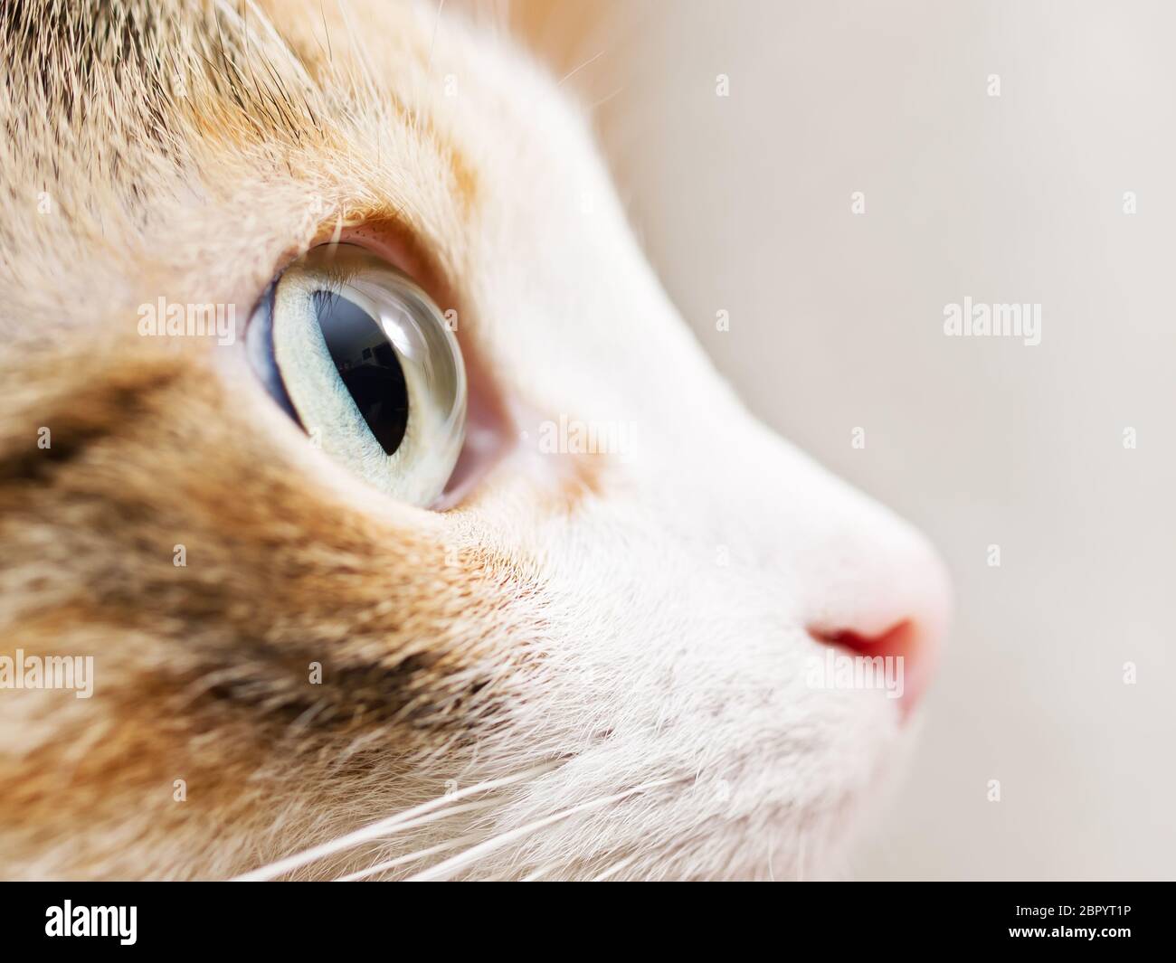 Cat is cute hi-res stock photography and images - Alamy