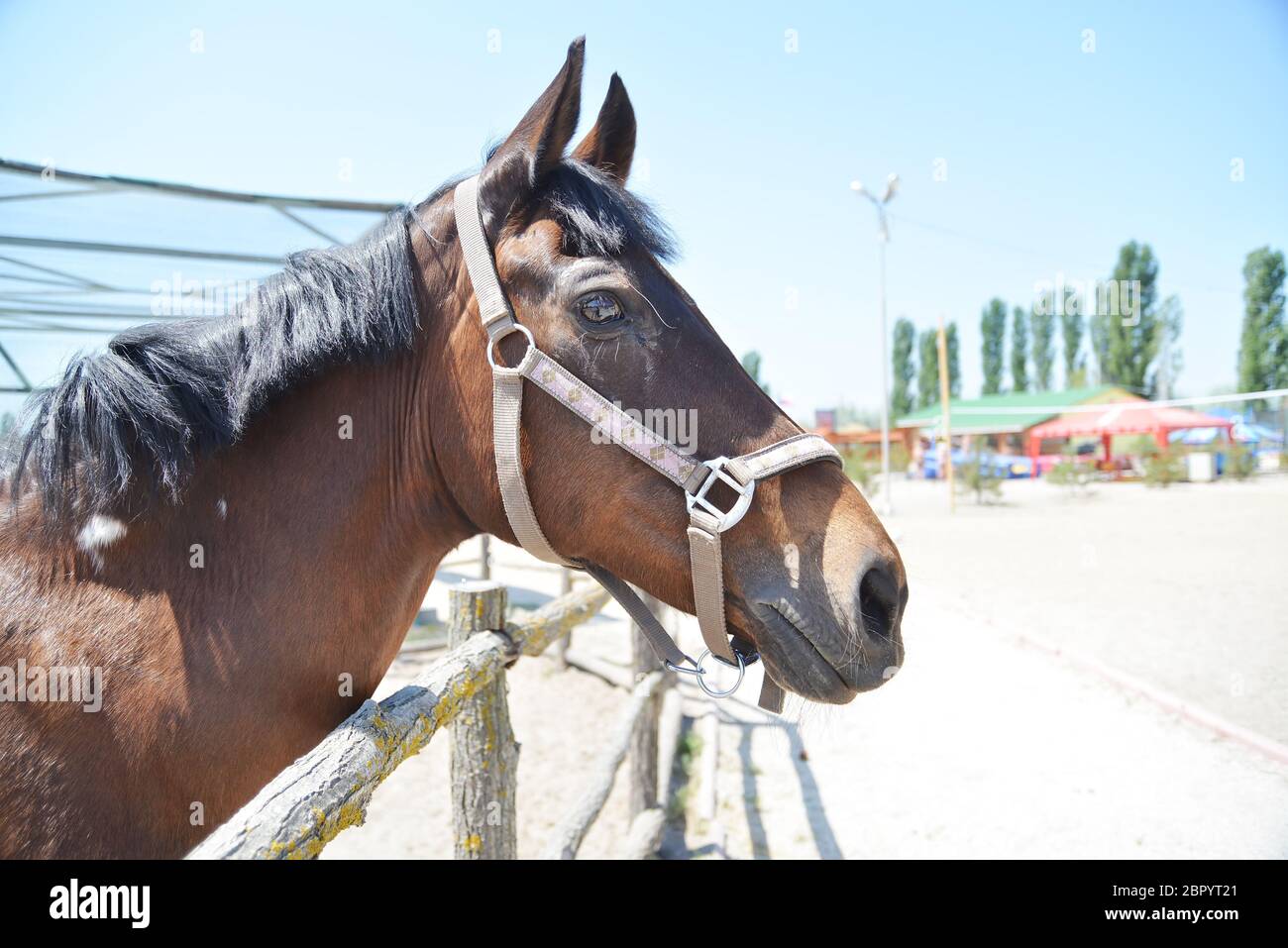 Photo of horse head hi-res stock photography and images - Alamy