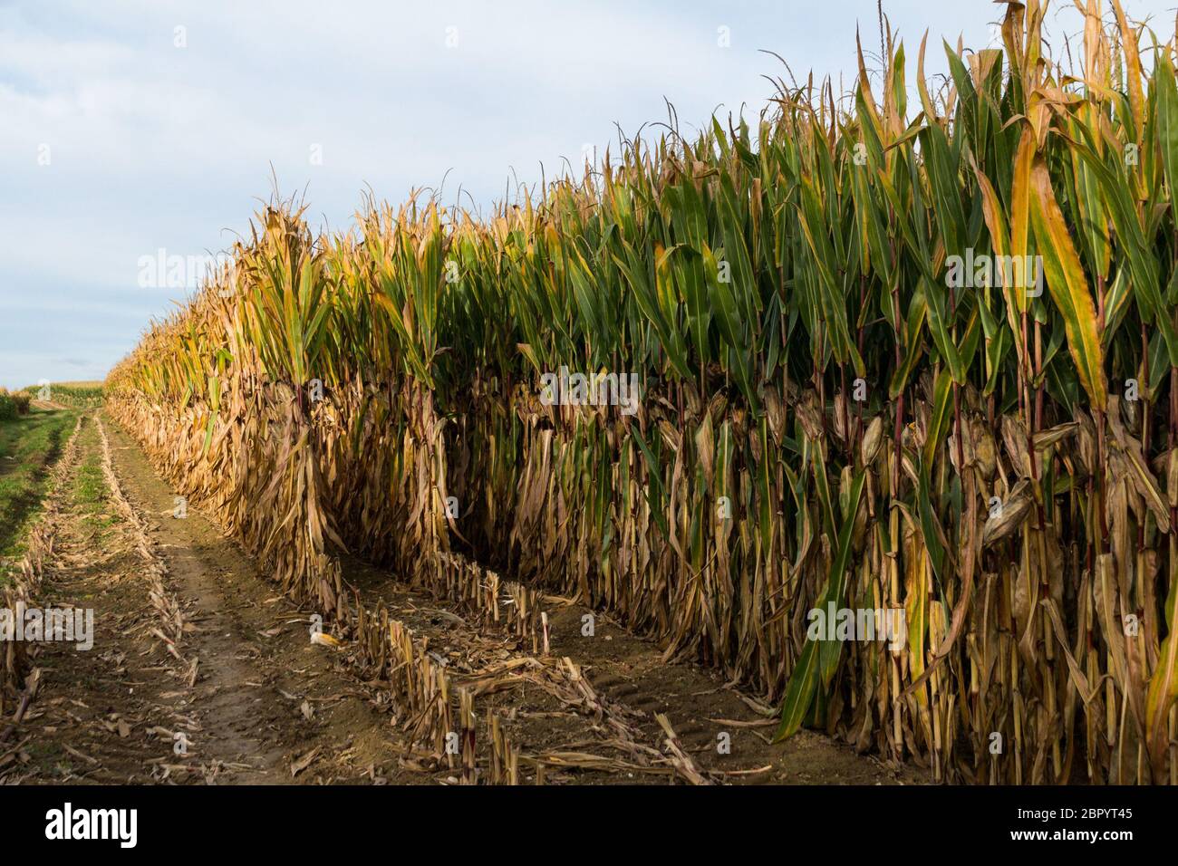 Harvesting corn maize in South-west Germany Stock Photo - Alamy