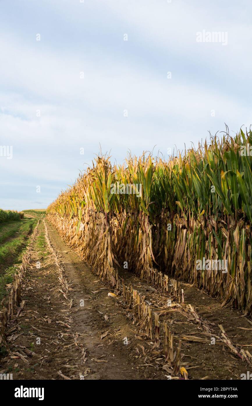 Harvesting corn maize in South-west Germany Stock Photo - Alamy