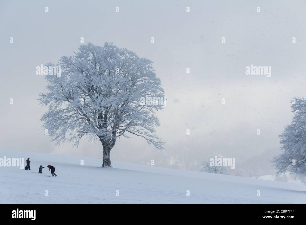 A tree full of snow surrounded by some people in the middle of Black ...