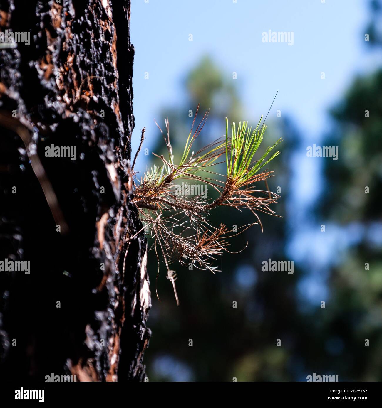 Small pine tree branch growing out of charcoaled tree bark Stock Photo ...