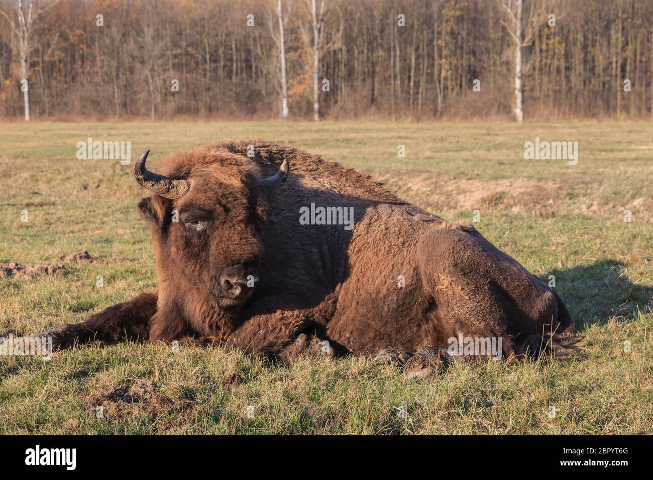 european bison in the forest. Bucsani, Romania Stock Photo - Alamy