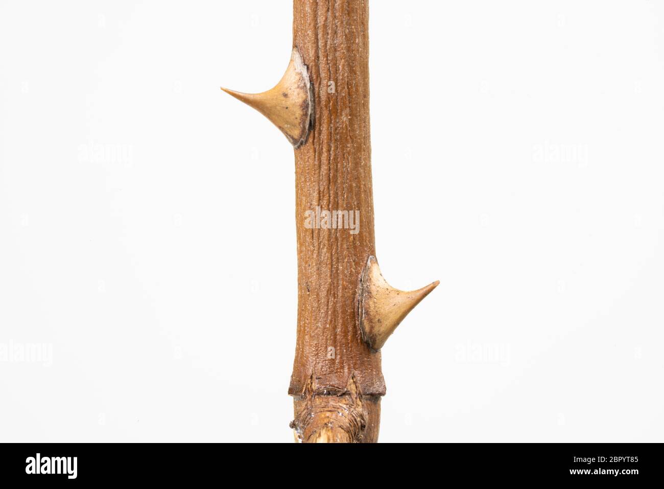 Rose thorn isolated hi-res stock photography and images - Alamy