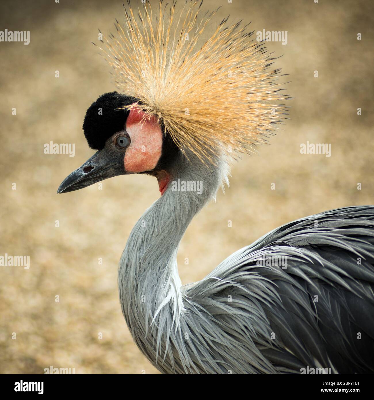 Animal portrait of crane bird with decorated feather or plumage on head ...