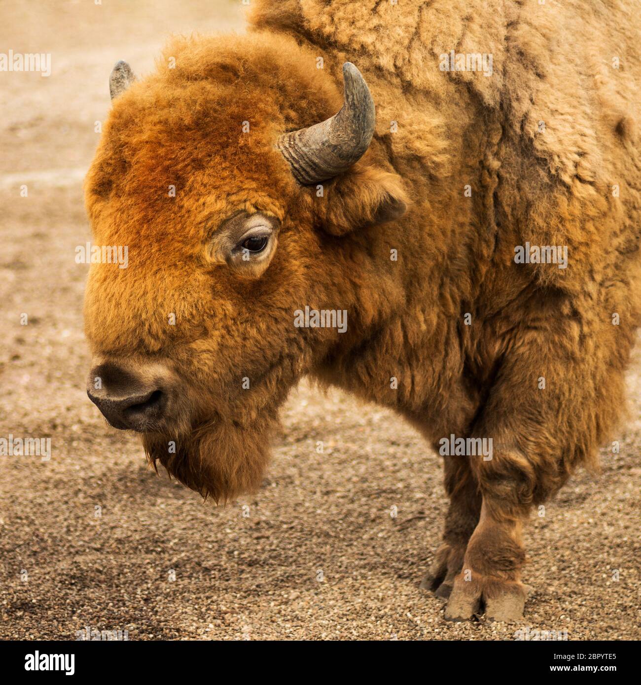 Big bison hi-res stock photography and images - Alamy