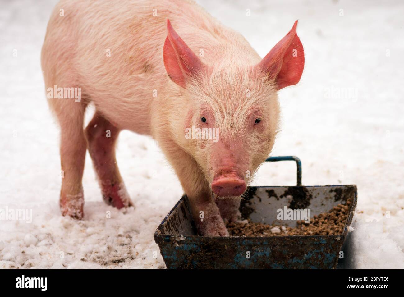 The little pig is eating and standing on the snow at winter on white ...