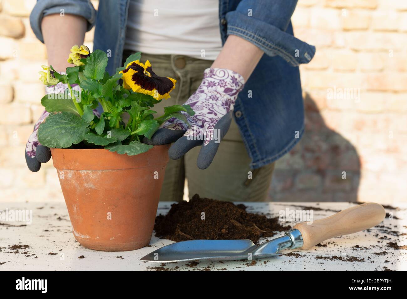 Hands planting flowers hi-res stock photography and images - Alamy