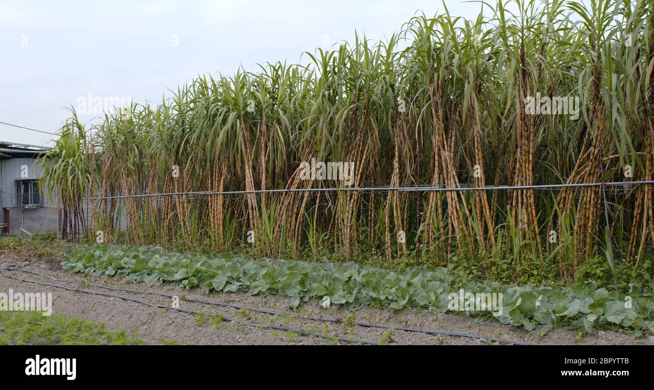 Sugar cane farm Stock Photo - Alamy