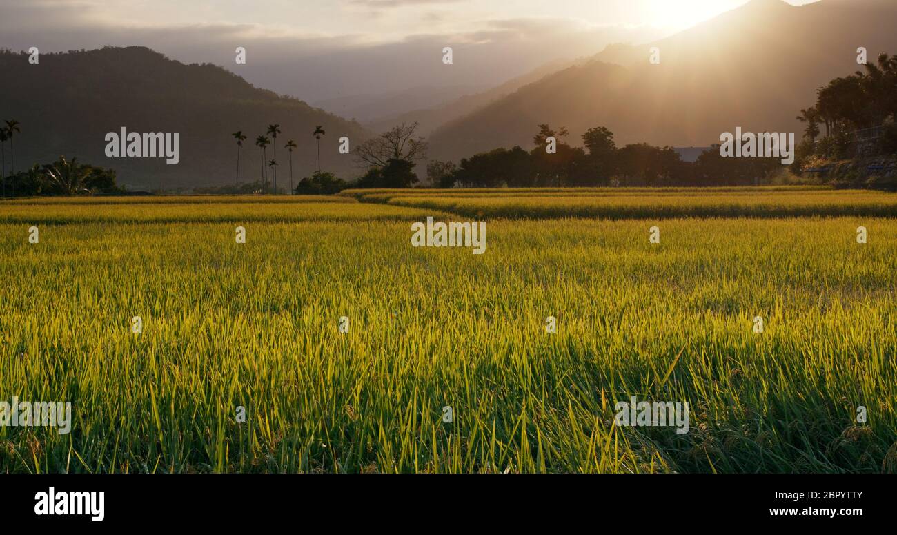 Rice field under sunset hi-res stock photography and images - Alamy