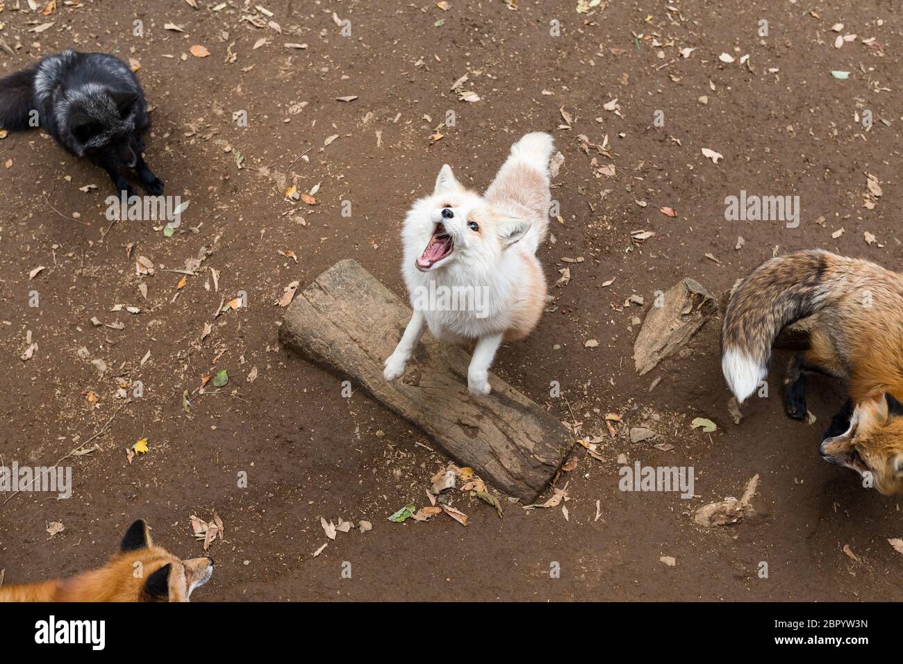 Algonquin village hi-res stock photography and images - Alamy