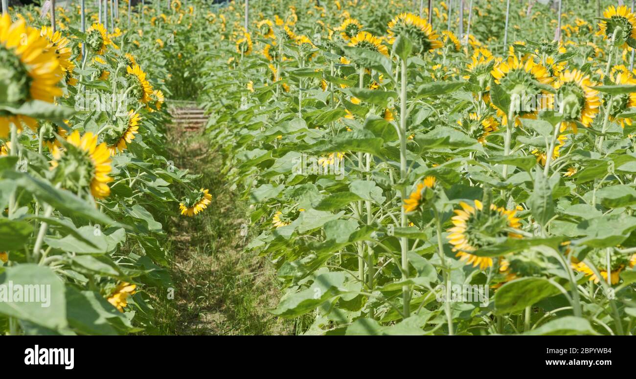 Beautiful Sunflower field farm Stock Photo - Alamy