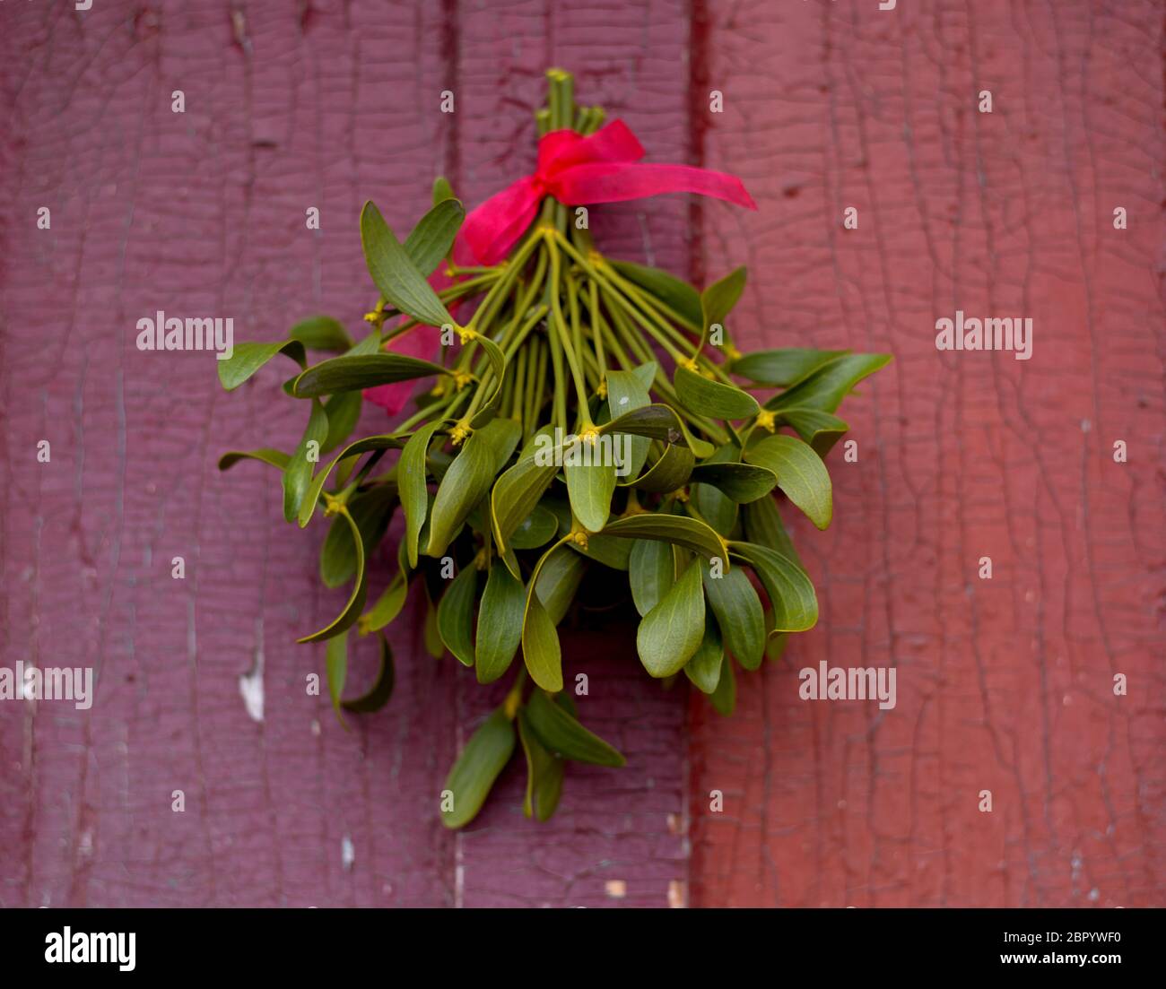 Christmas festive background with green mistletoe hanged on the old ...