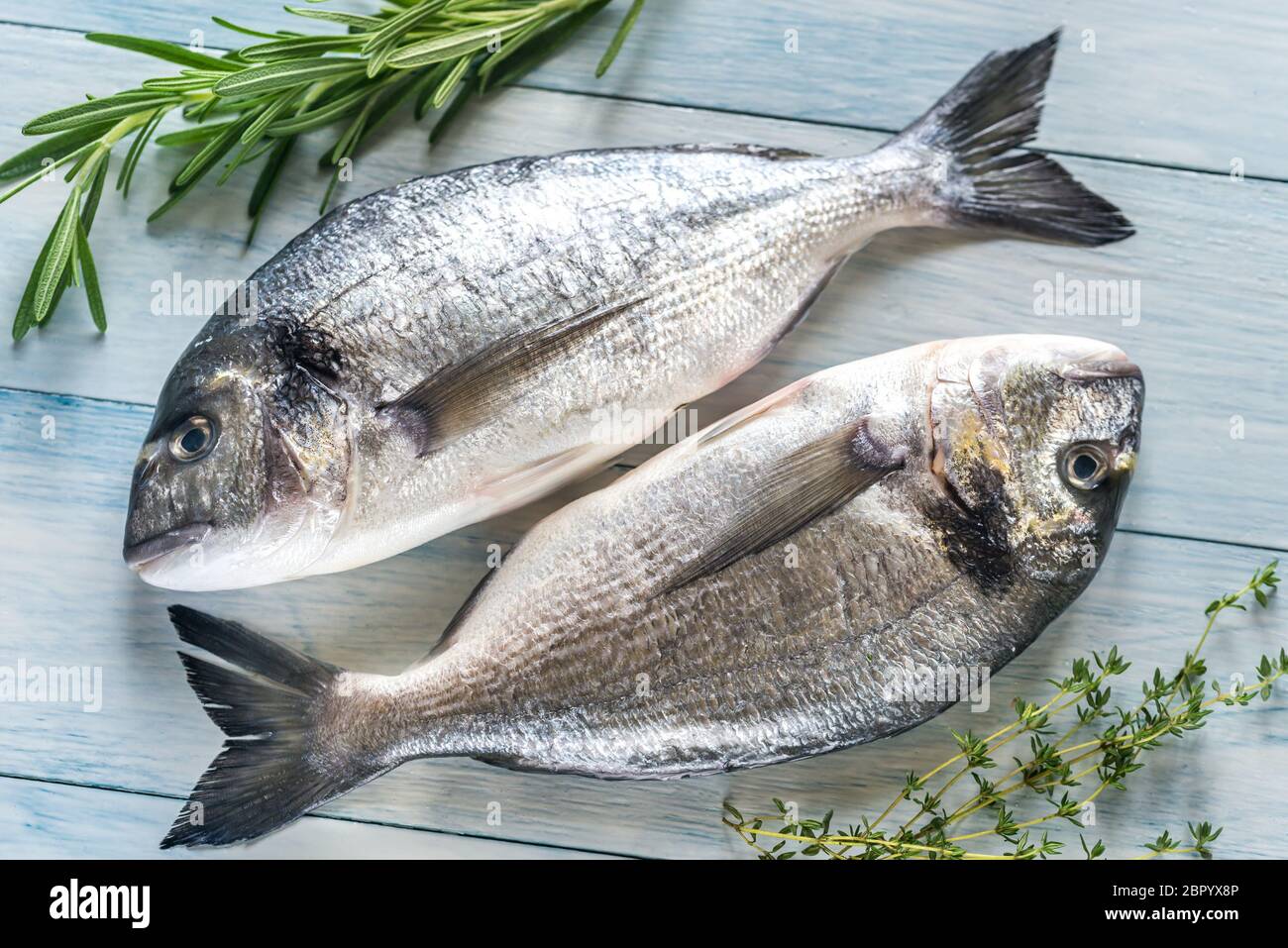 Dorade Royale Fish Stock Photo - Alamy