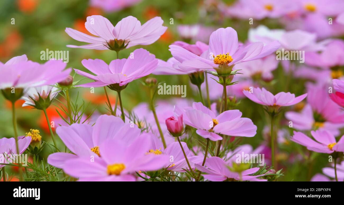 Cosmos flower farm hi-res stock photography and images - Alamy